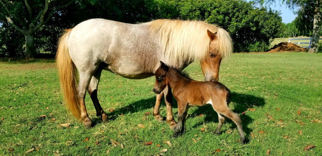 My Little Pony – Gardner Hard Luck Horse Farm