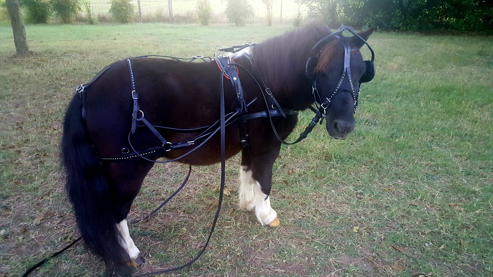 Driving vs Riding Horses – Gardner Hard Luck Horse Farm