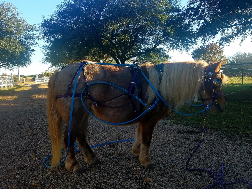 Working Pony – Gardner Hard Luck Horse Farm