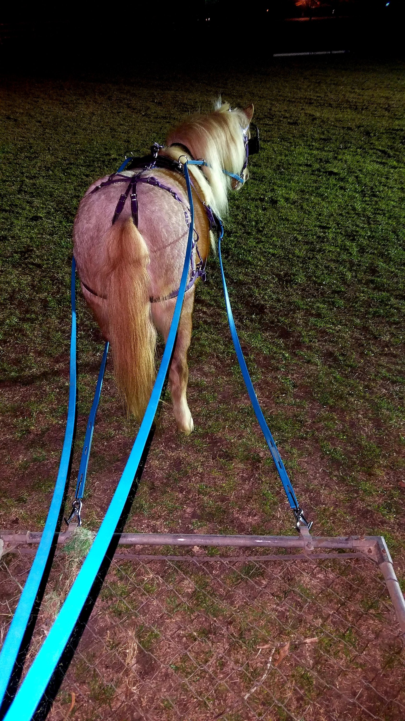 Working Pony – Gardner Hard Luck Horse Farm
