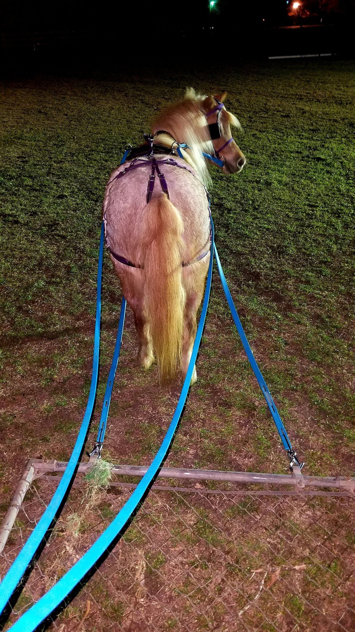 Working Pony – Gardner Hard Luck Horse Farm