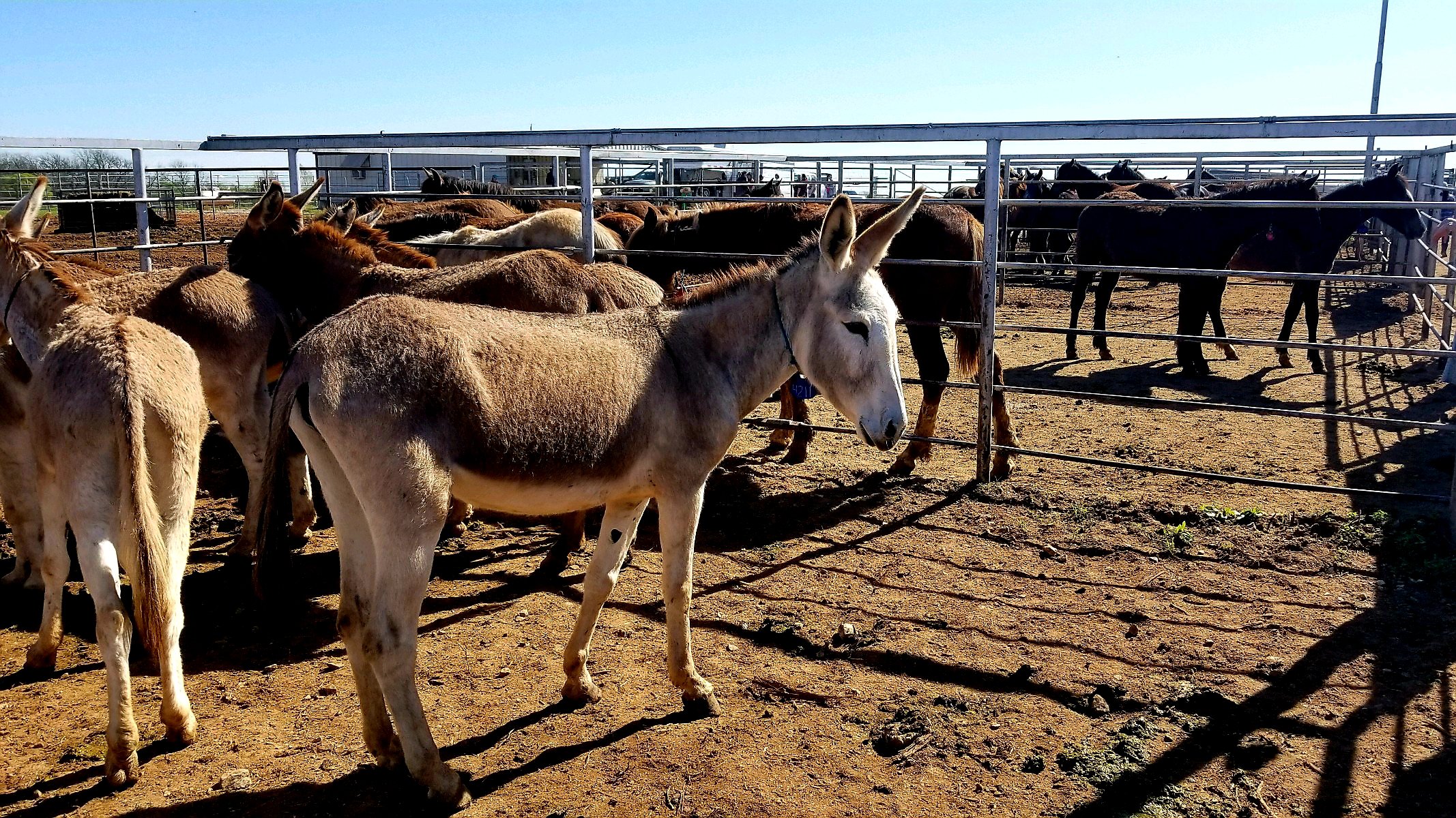Donkey Day! – Gardner Hard Luck Horse Farm
