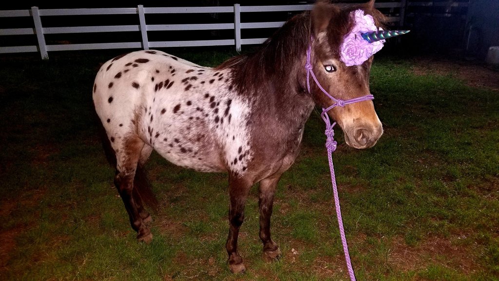 A Tail of Two Ponies, A Case Study in Training…Days 9 through 12 ...