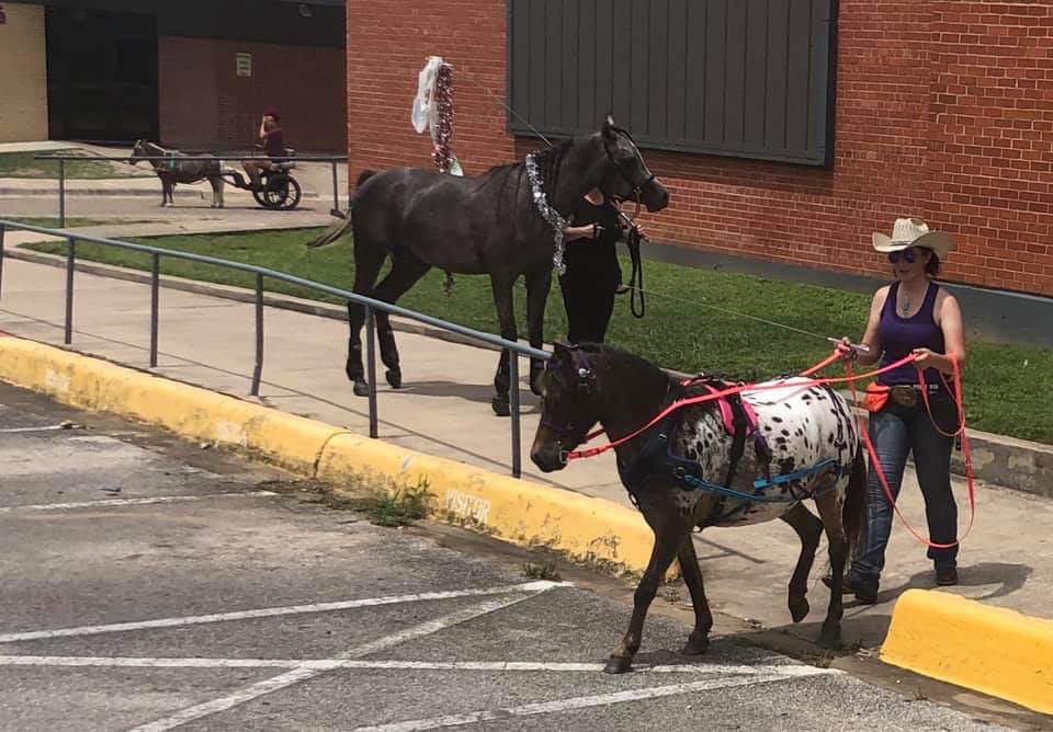 Parade Pony – Gardner Hard Luck Horse Farm
